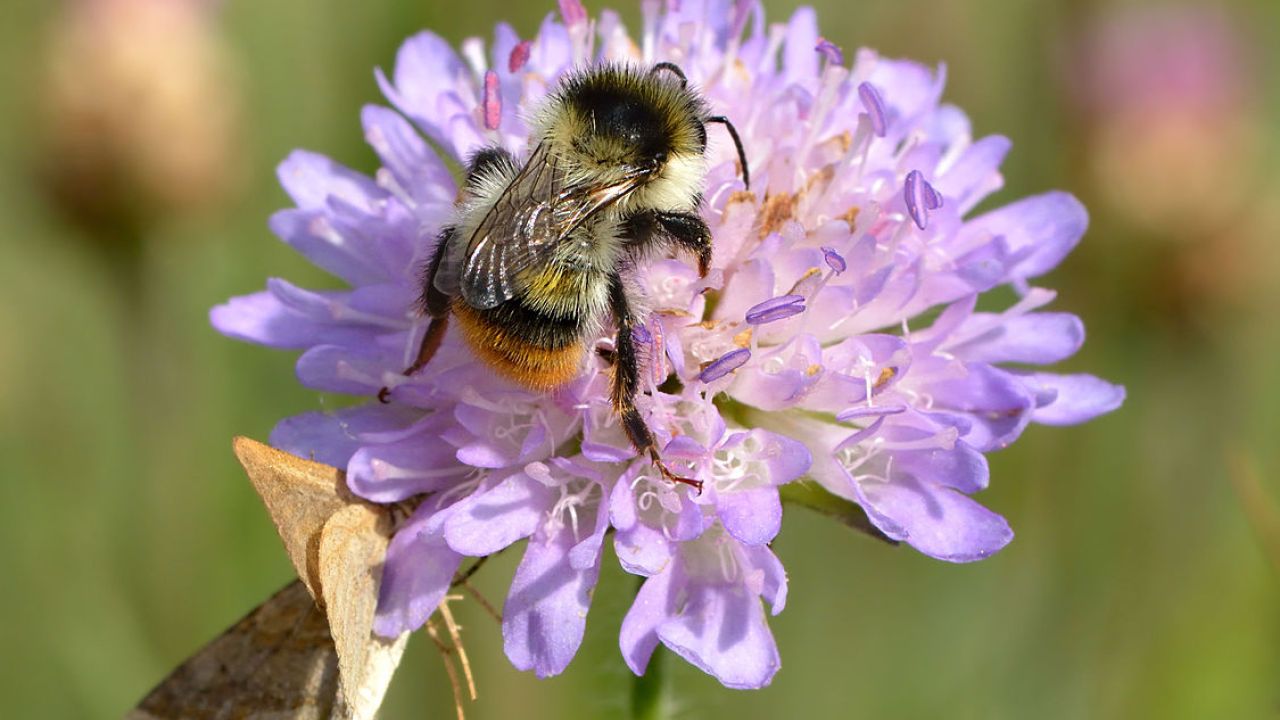 How to grow bee-friendly wildflowers | Friends of the Earth